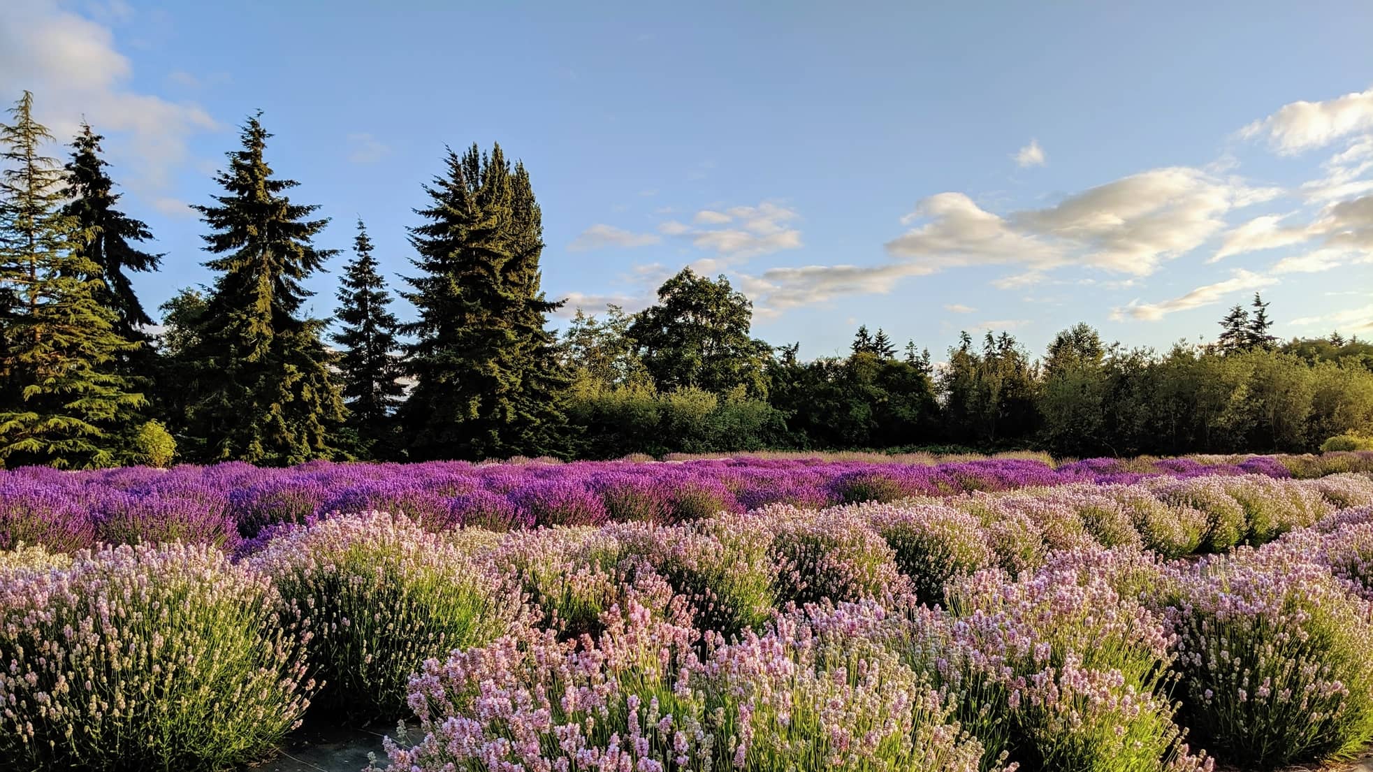 Connect Sequim Lavender Trail https://sequimlavender.org/wp-content/uploads/2024/04/SLT-logo ...