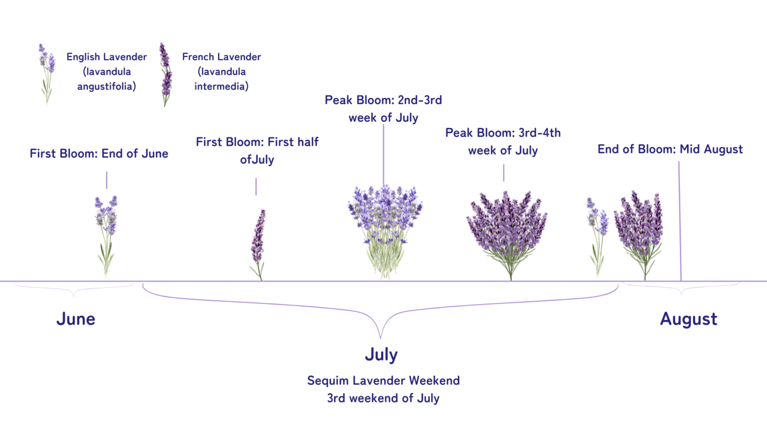 Sequim Lavender Trail